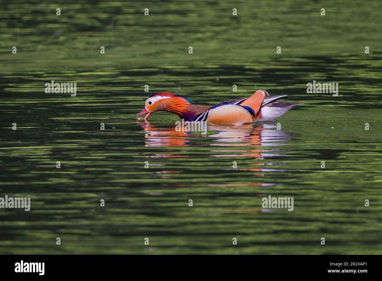 Love of mandarin duck hi-res stock photography and images - Alamy