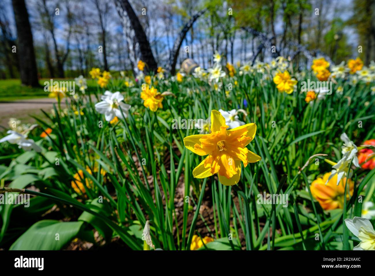 Narcissus field in bloom on spring, many narcissus flowers blooming in ...