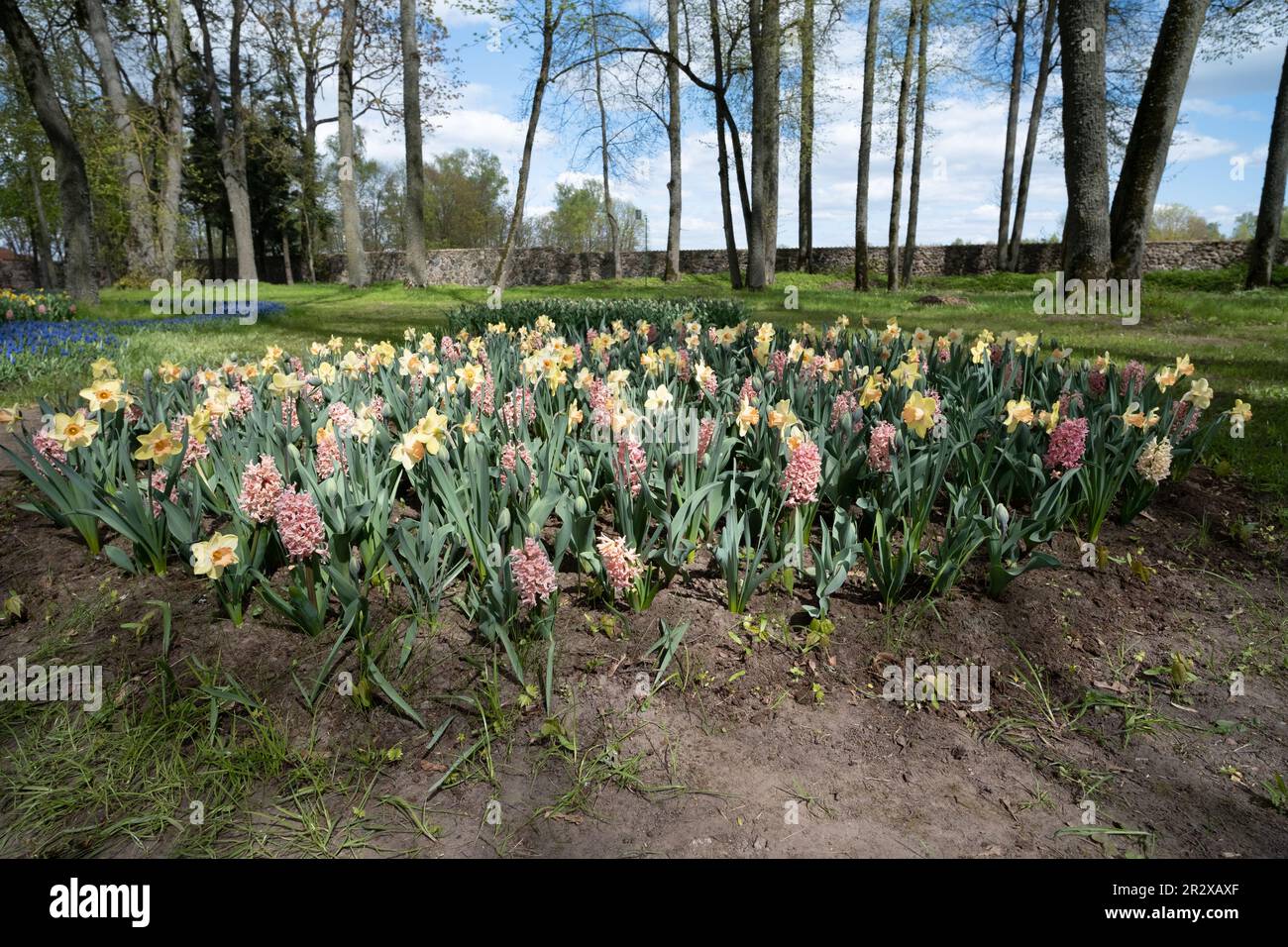 Spring flowers in the garden. tulips, hyacinths, daffodils. The scent ...