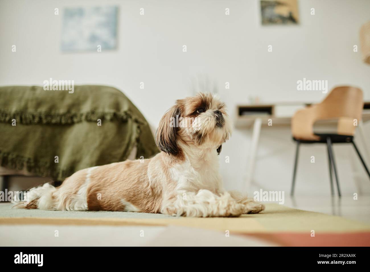 Full length side view portrait of cute Shih Tzu dog lying on carpet in ...