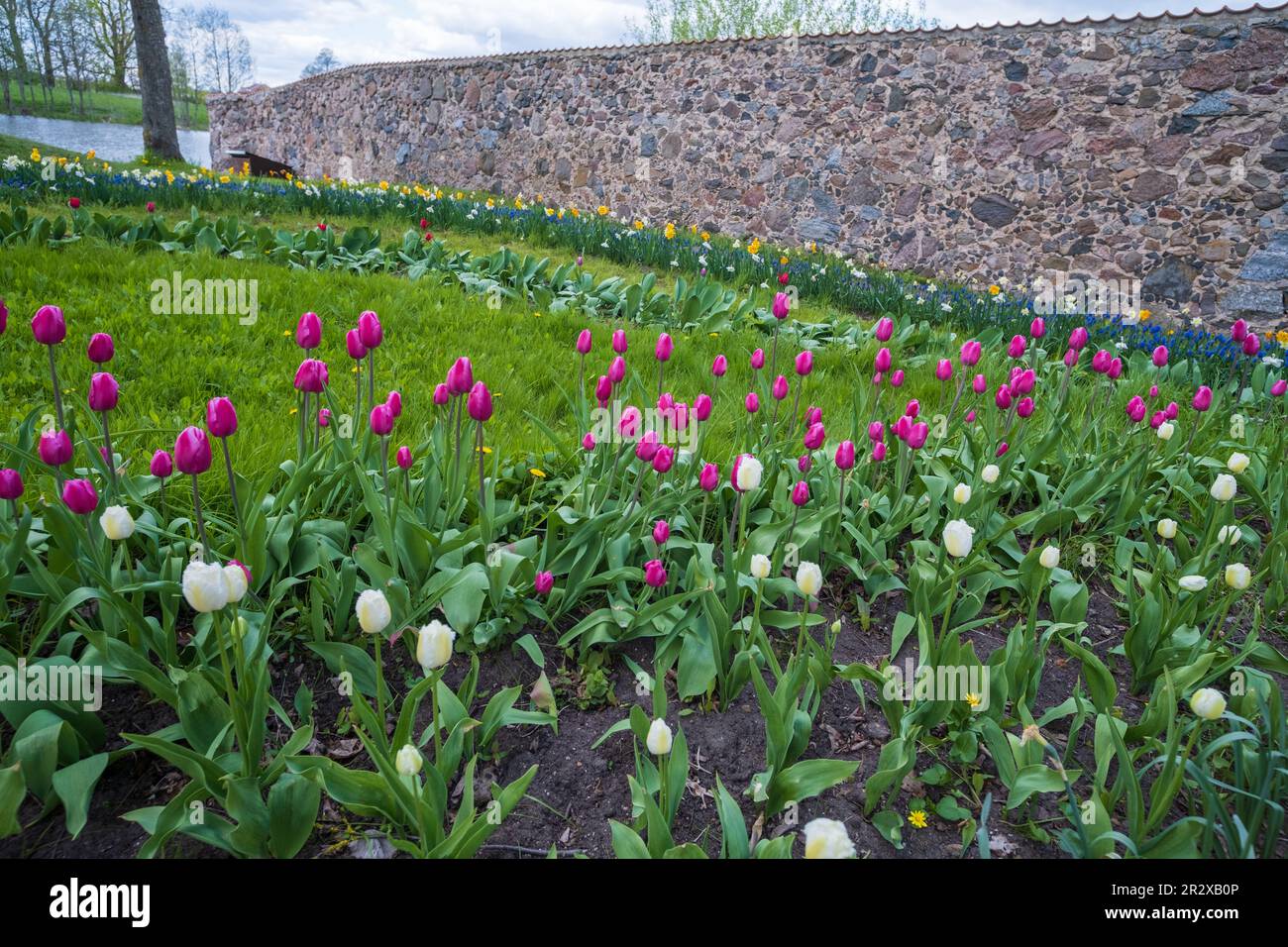 Tulips of different colors bloom in the garden. Tulip flowers for ...