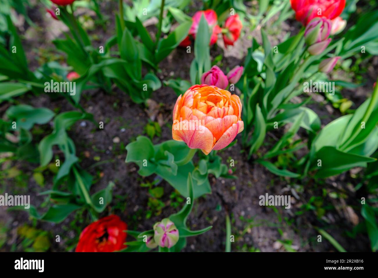 Orange tulips are blooming in the garden. Tulip flower with beautiful ...