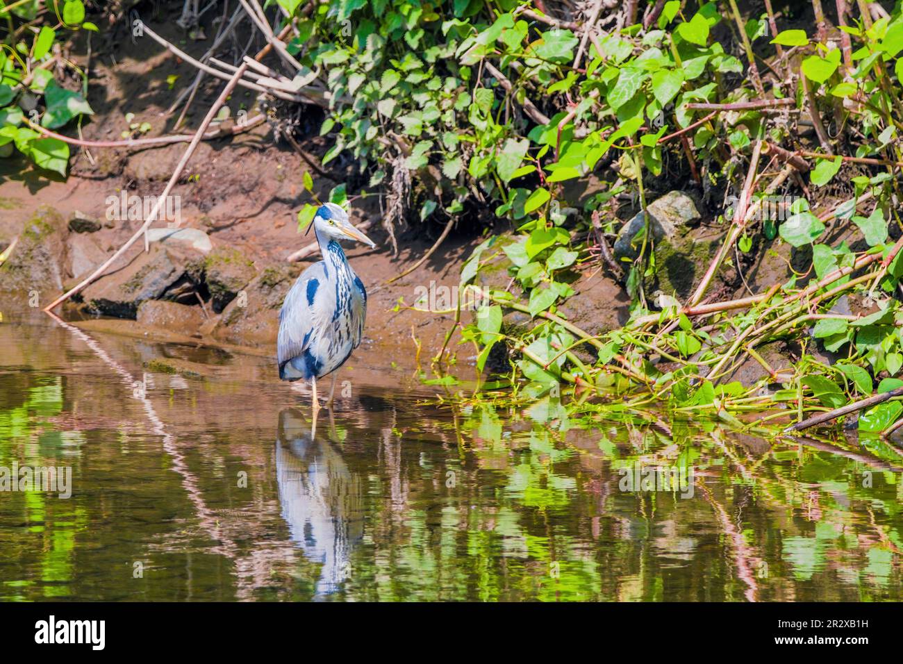 The eastern great egret, a white heron in the genus Ardea, fishing at ...