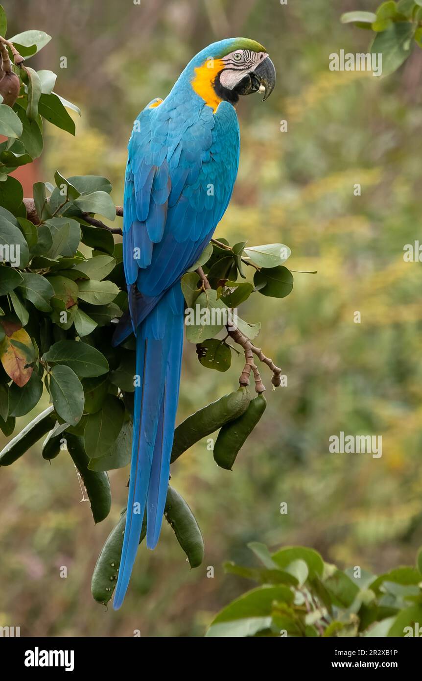 Arara verde hi-res stock photography and images - Alamy