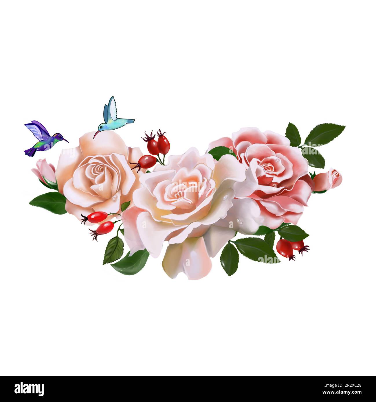 of roses hummingbirds on a white background, drawn by hand, perfect for ...
