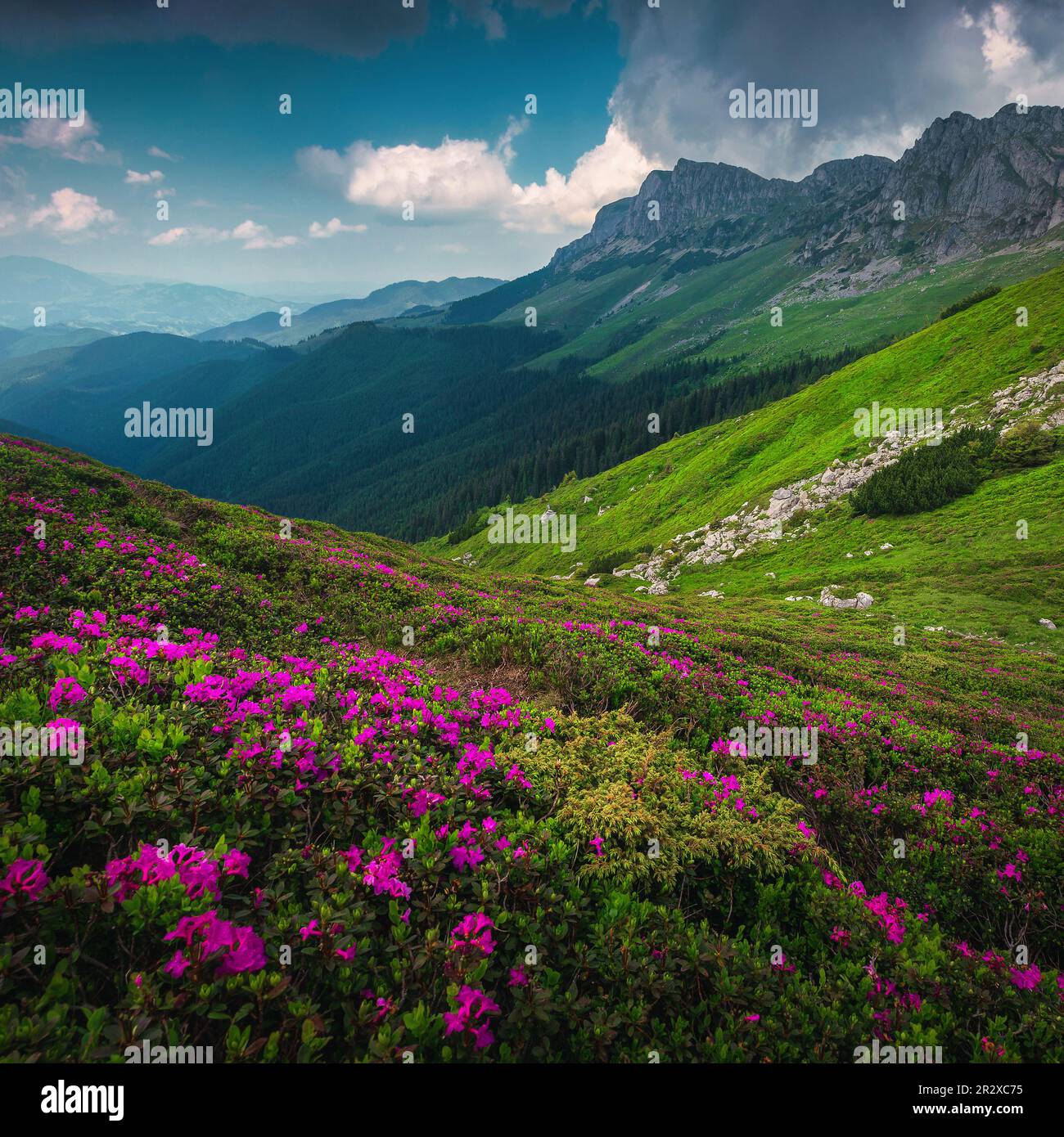 Beautiful summer scenery, blooming colorful scented pink rhododendron ...