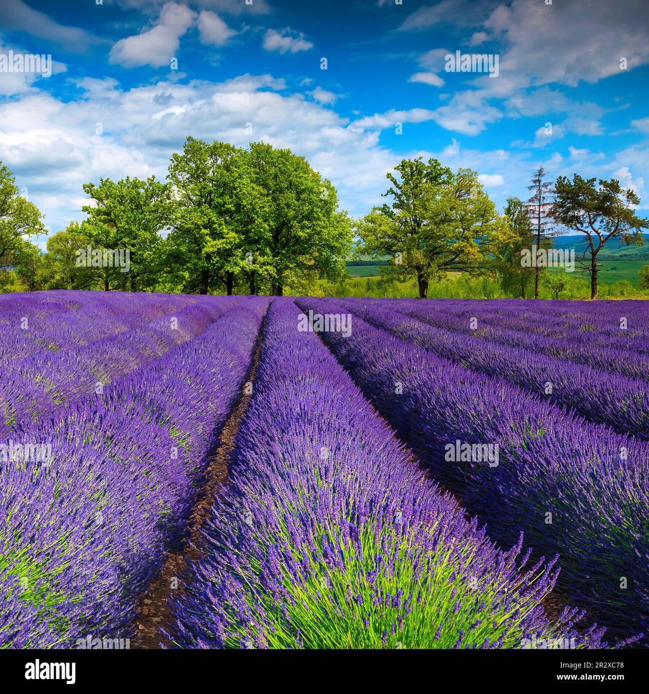 Admirable flowery field with purple lavender flowers. Fragrant lavender ...