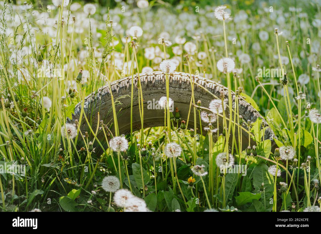 Long dandelion puff ball growing around old tire Stock Photo - Alamy