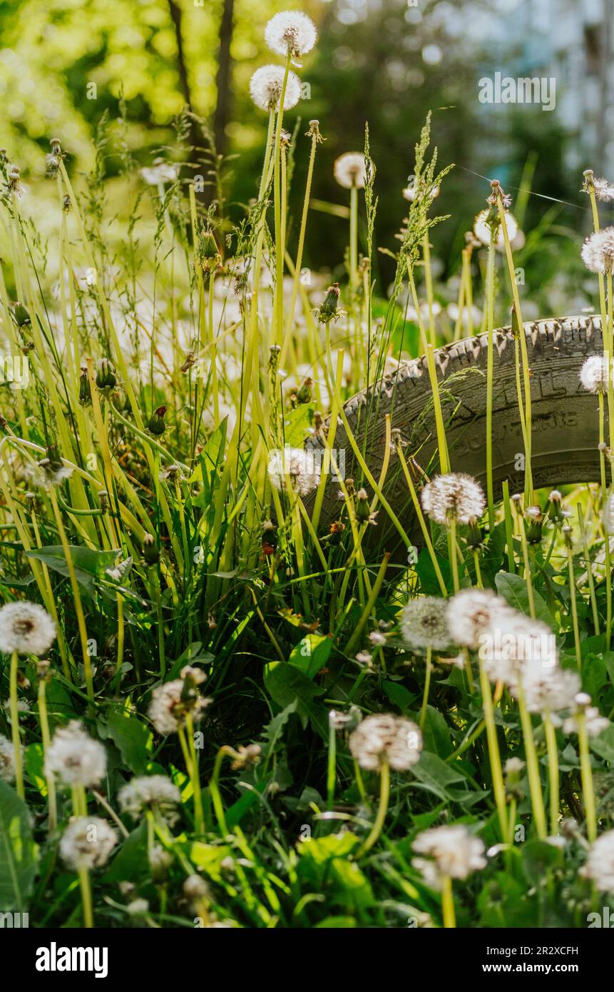 Long dandelion puff ball growing around old tire Stock Photo - Alamy