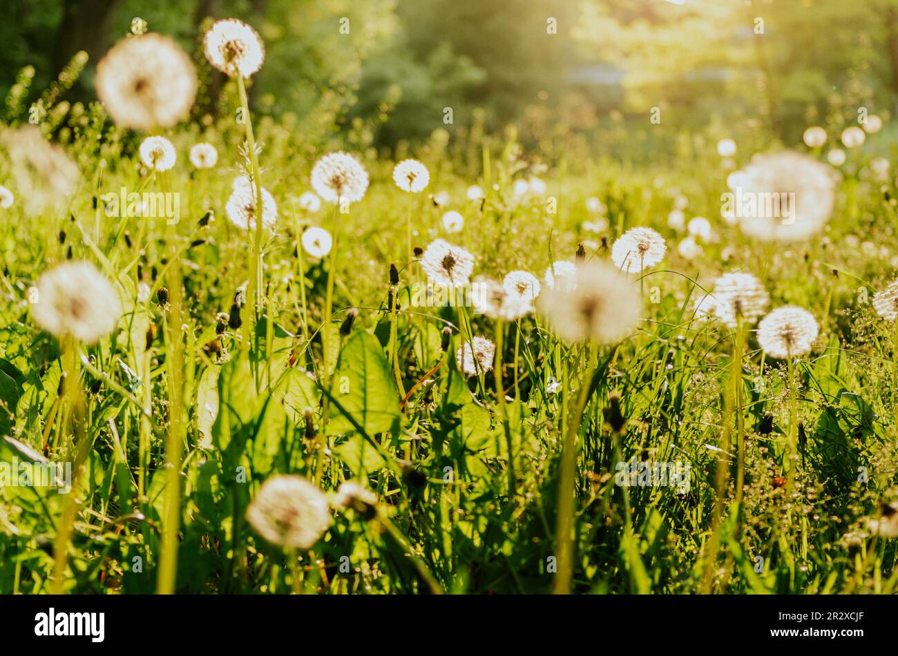 Dandelion puff ball field backlit by sunset light Stock Photo - Alamy