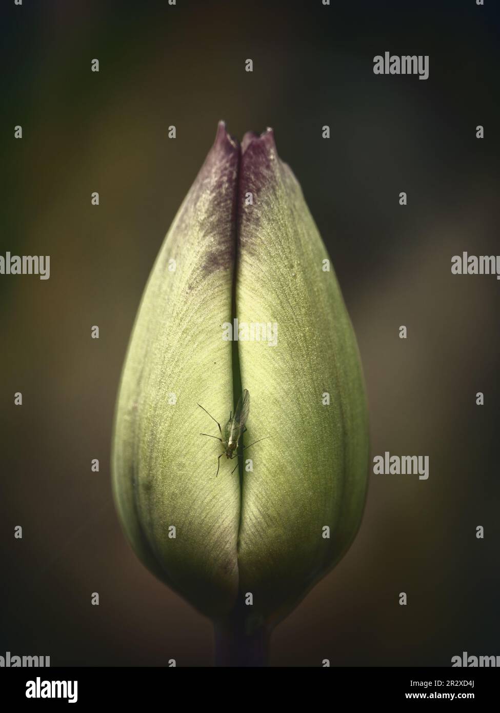Unopened tulip bud hi-res stock photography and images - Alamy