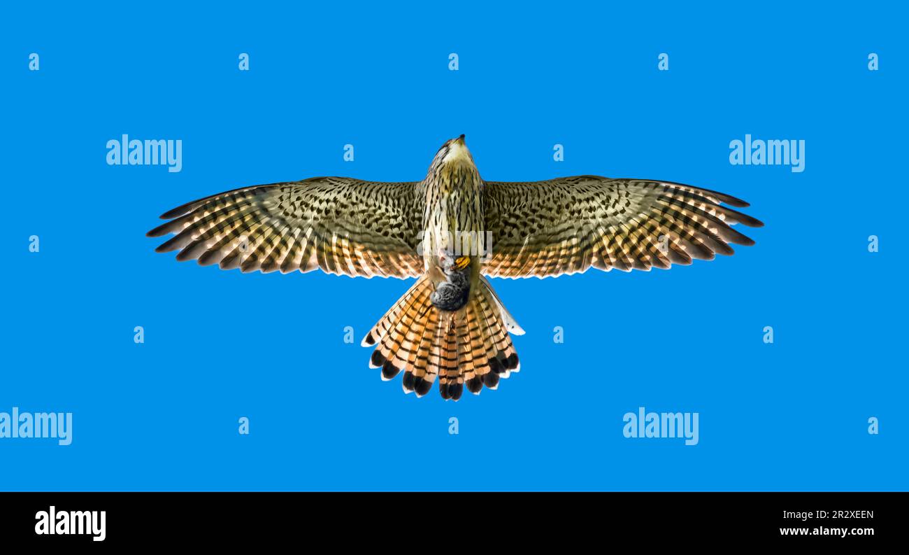 A close-up of a common kestrel ( Falco Tinnunculus ) in flight with a ...