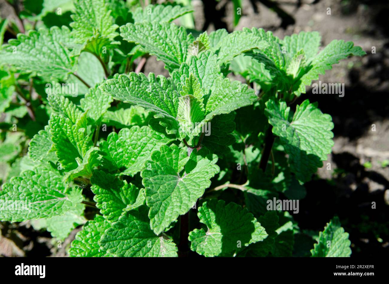 Green shrubs of Melissa officinalis grow in the spring garden. Herbs ...