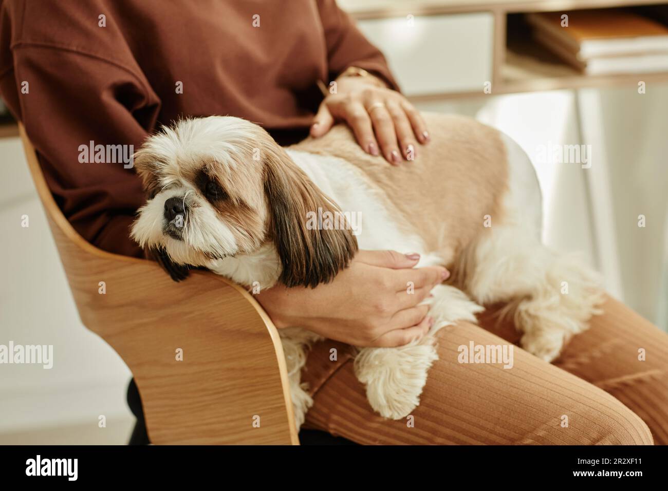 Portrait of cute little dog laying in womans lap enjoying pets in ...