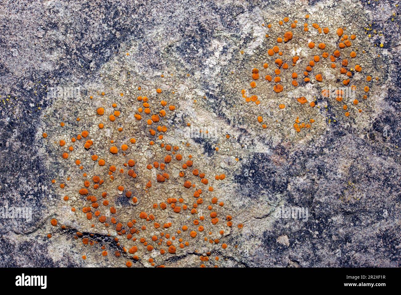 Crustose pioneer lichen on limestone hi-res stock photography and ...