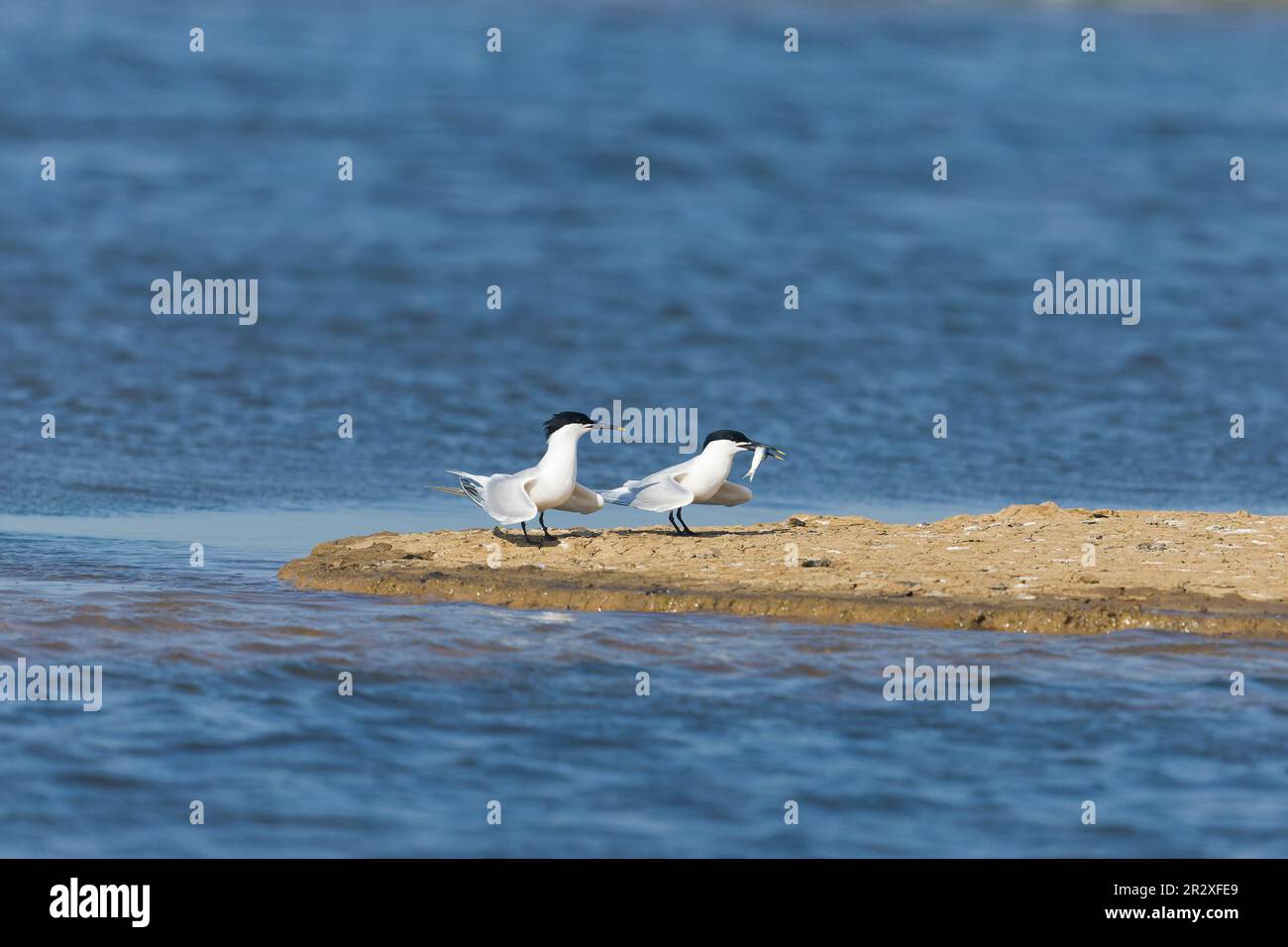 Sandwich tern Sterna sandvicensis, 2 summer plumage adults, 1 with fish ...