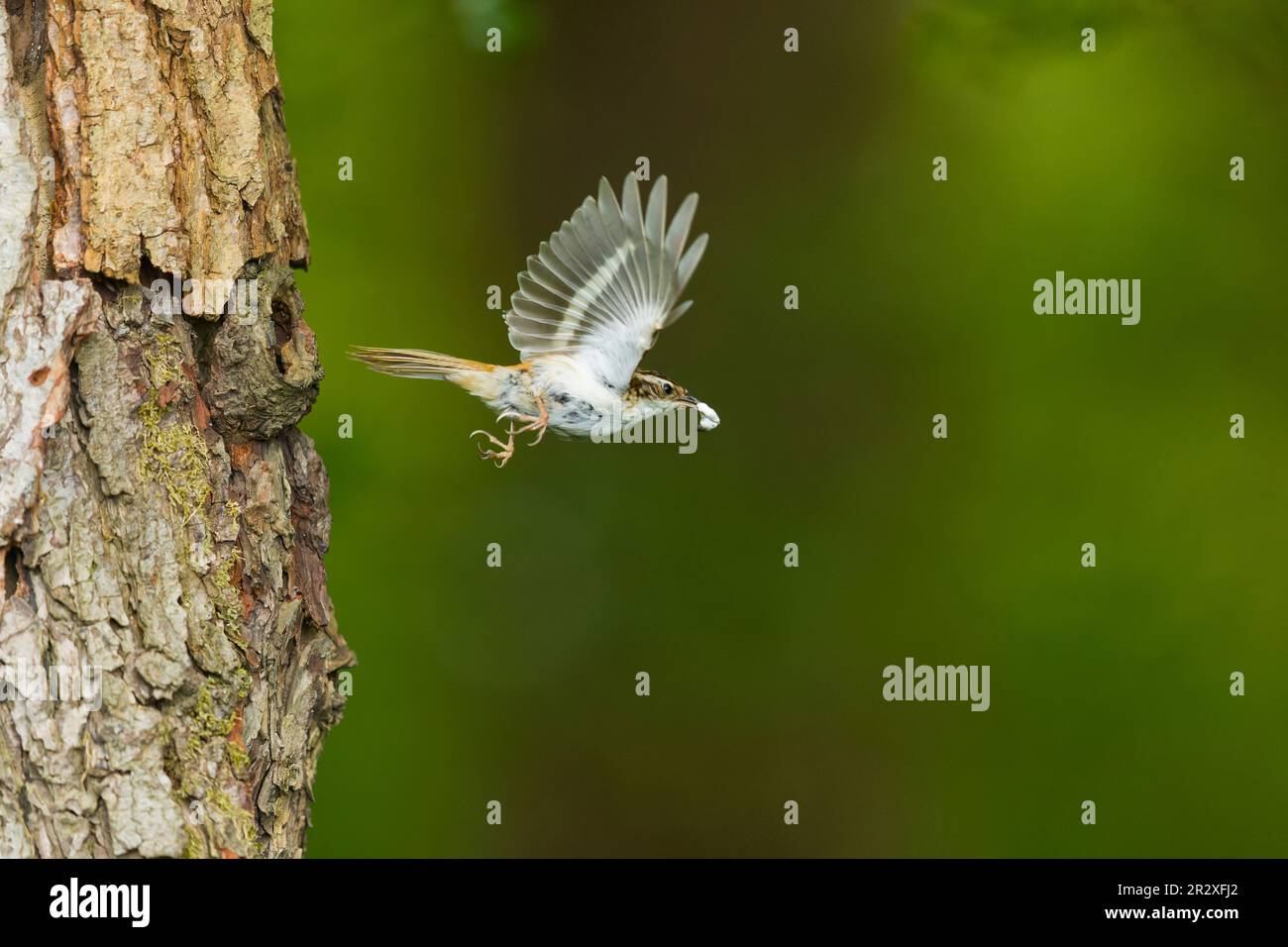 Common treecreeper Certhia familiaris, adult flying from nest hole with ...