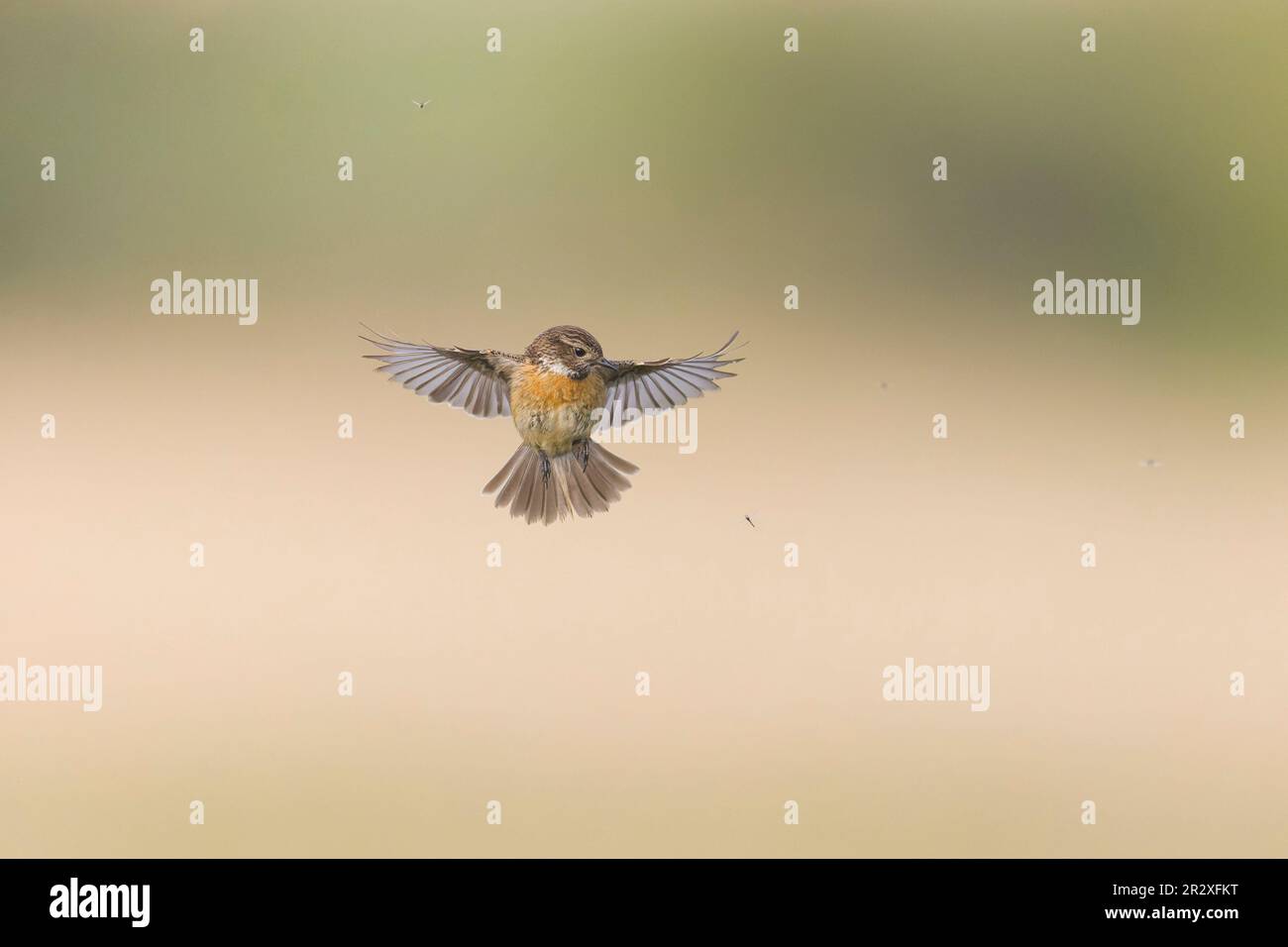 European stonechat Saxicola rubicola, adult female flying, looking at ...