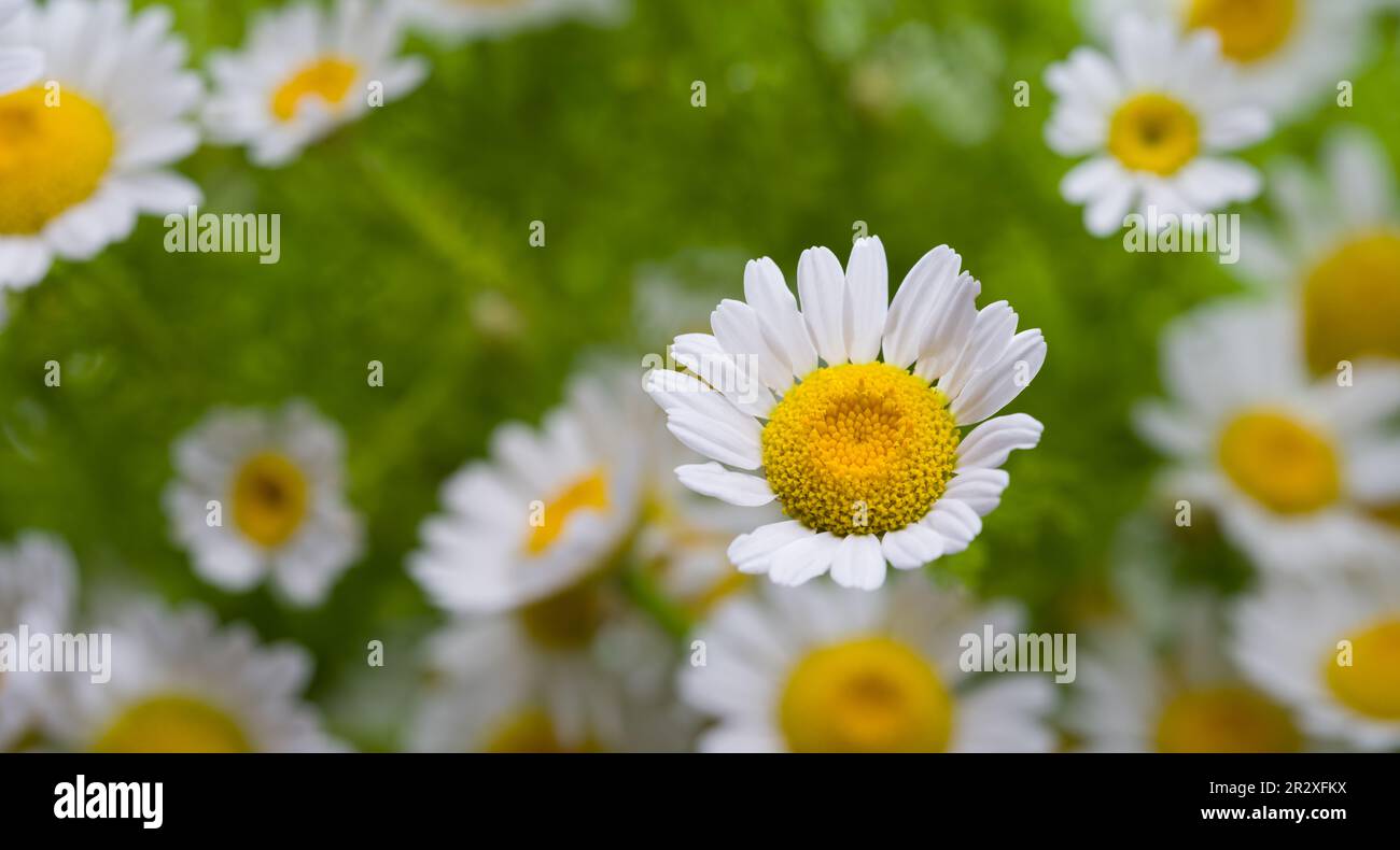 Close up field yellow daisy hi-res stock photography and images - Alamy