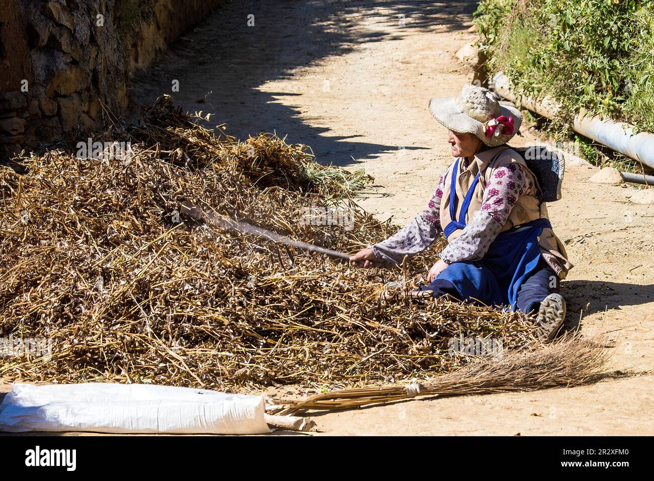 Bush beating hi-res stock photography and images - Alamy