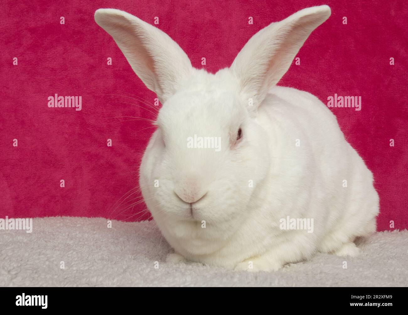 cute white bunny rabbit on a pink background portrait Stock Photo - Alamy