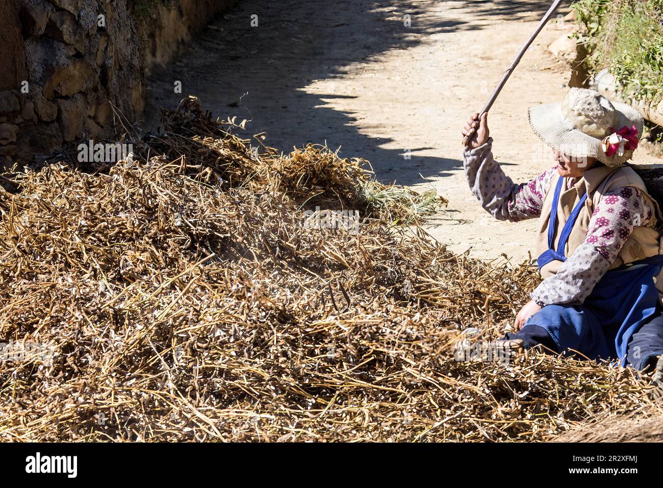 Bush beating hi-res stock photography and images - Alamy