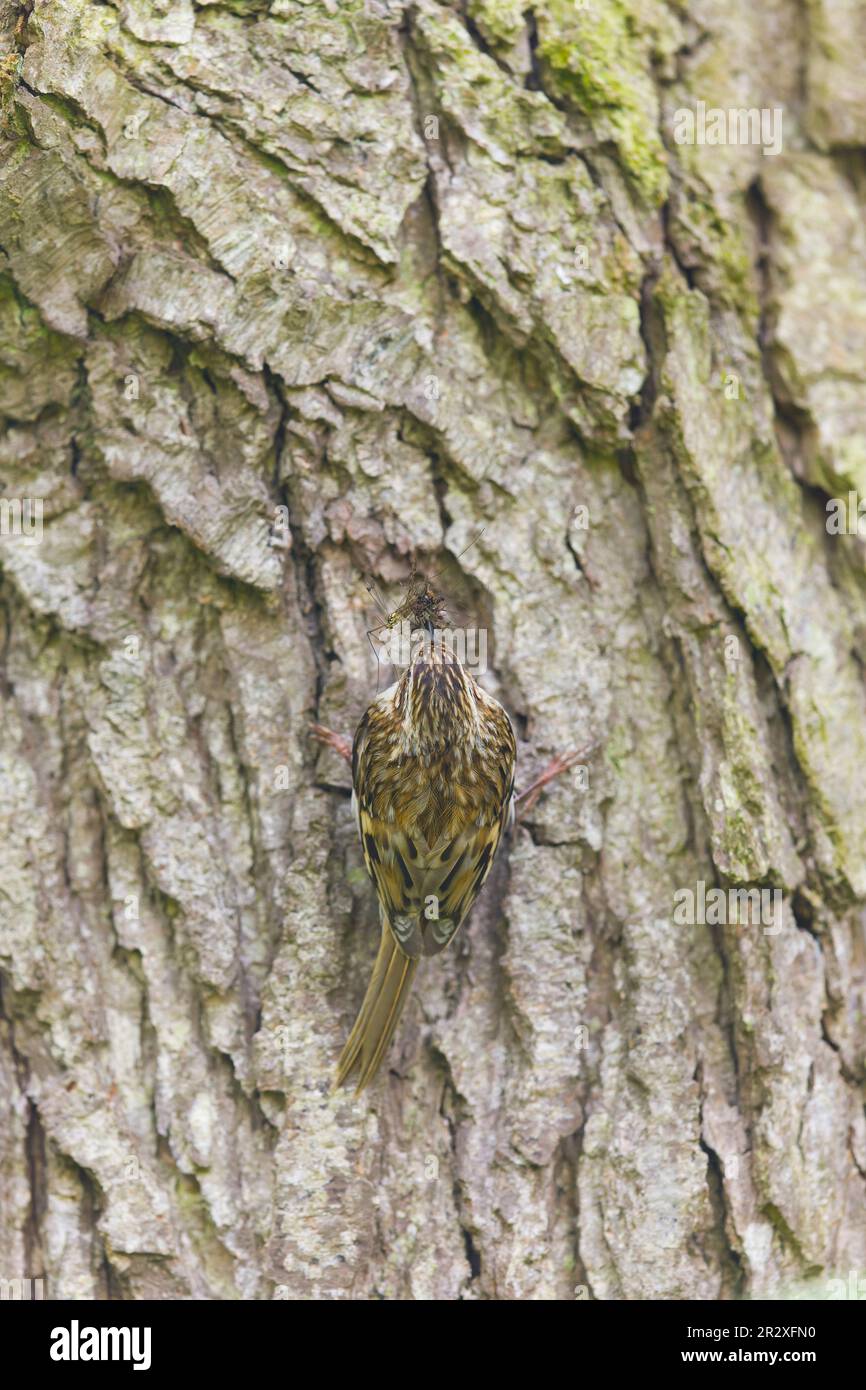 Common treecreeper Certhia familiaris, adult perched on trunk with ...