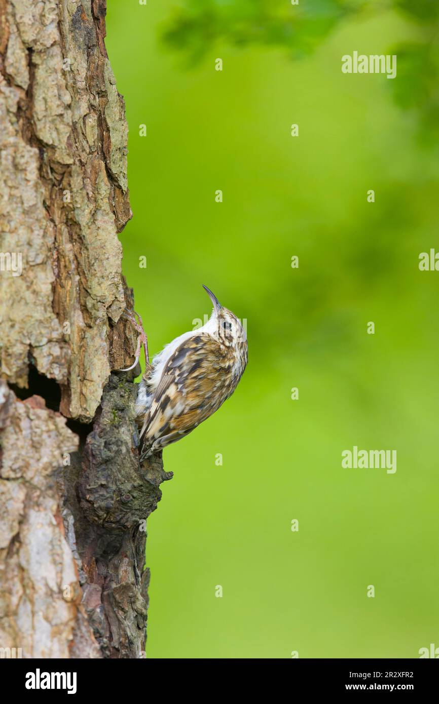 Common treecreeper Certhia familiaris, adult emerging from nest hole ...