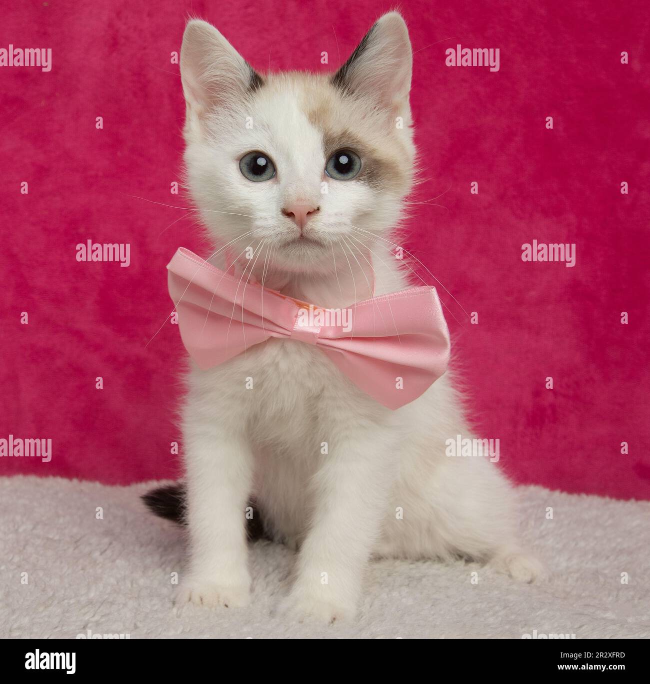Fluffy White Kitten With A Bow