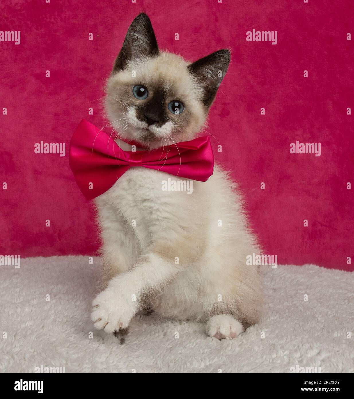 cute white and brown and blue eyed kitten cat wearing a pink bow tie ...