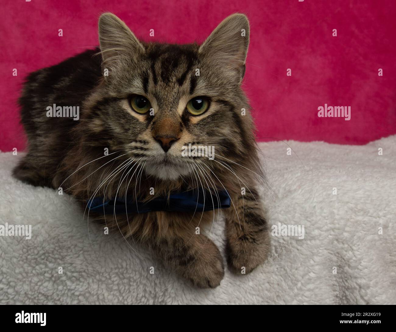 cute fluffy brown tabby kitty cat lying down on a pink background ...