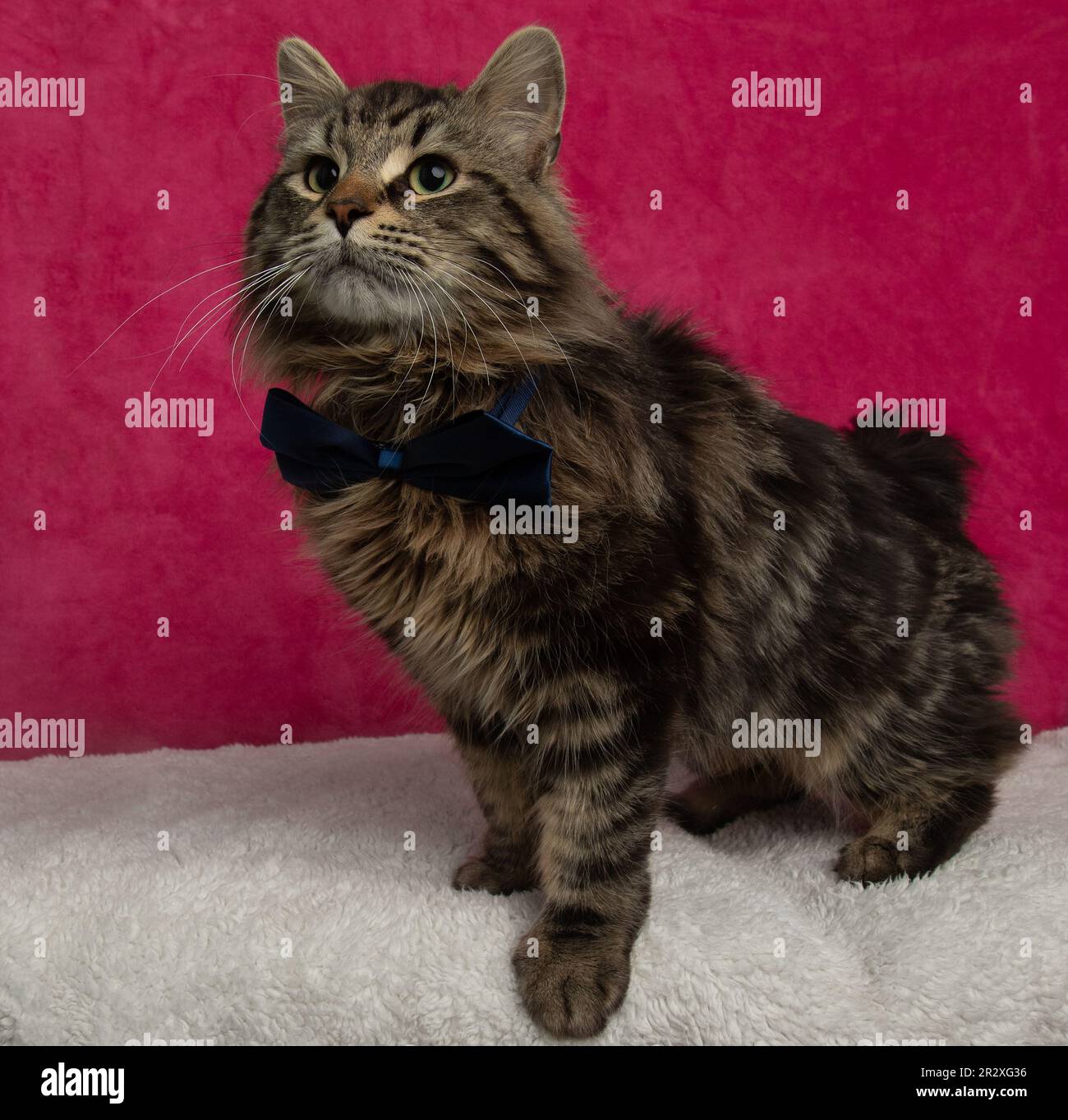 cute fluffy brown tabby kitty cat sitting down on a pink background ...