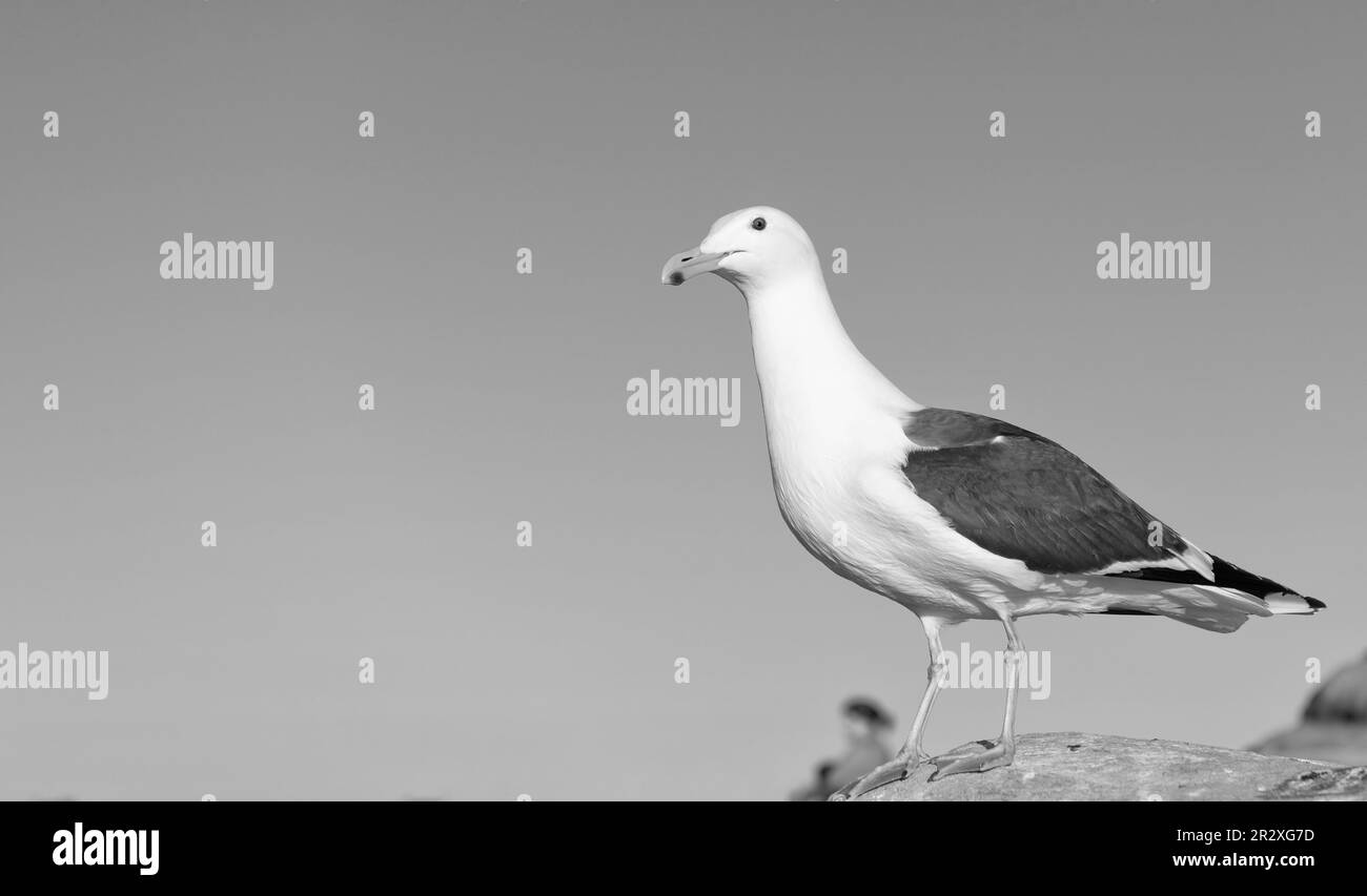 Seagull bird with white head and dark grey wings plumage standing on ...