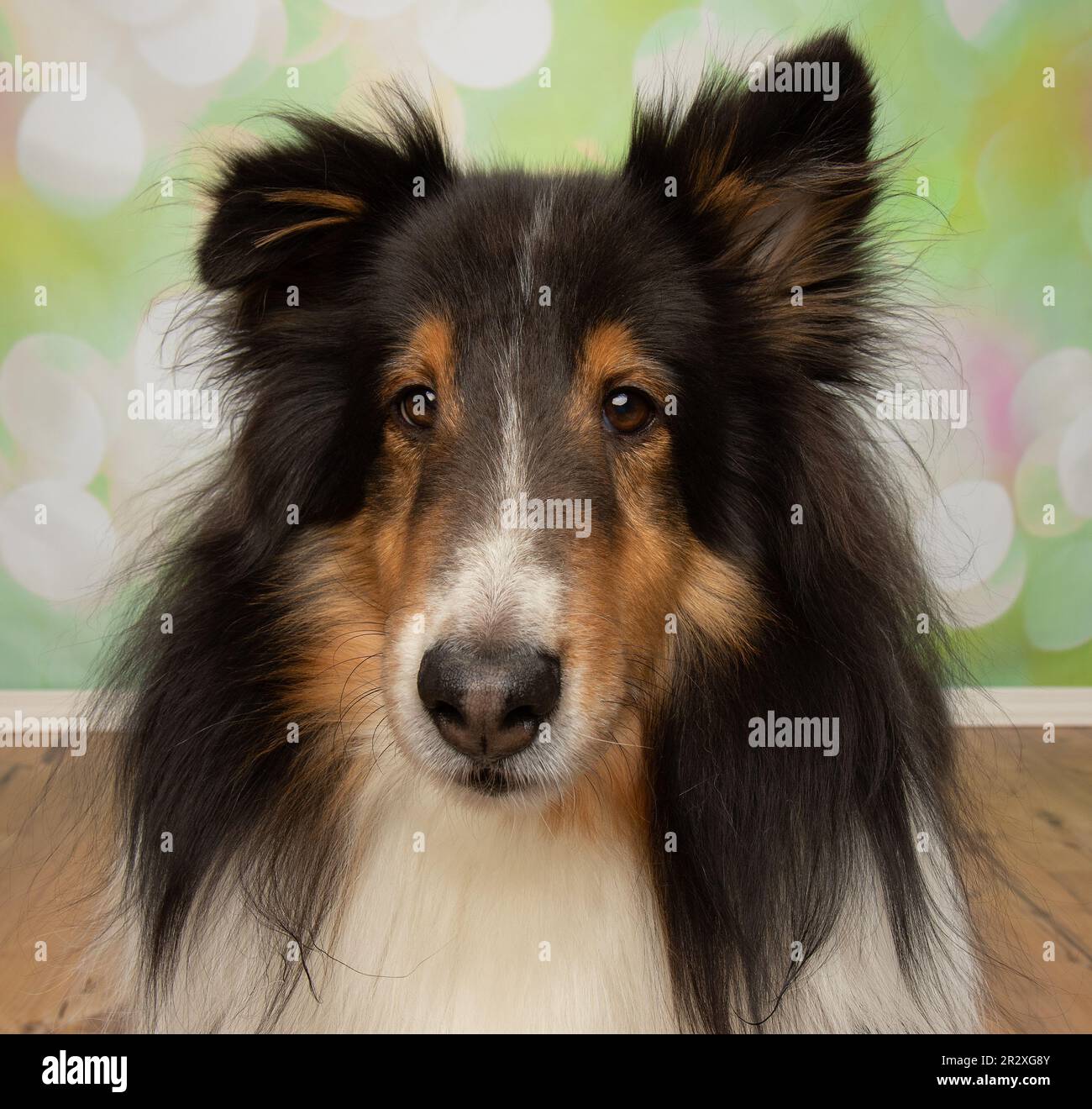 pretty black brown and white shetland sheepdog puppy dog face portrait ...