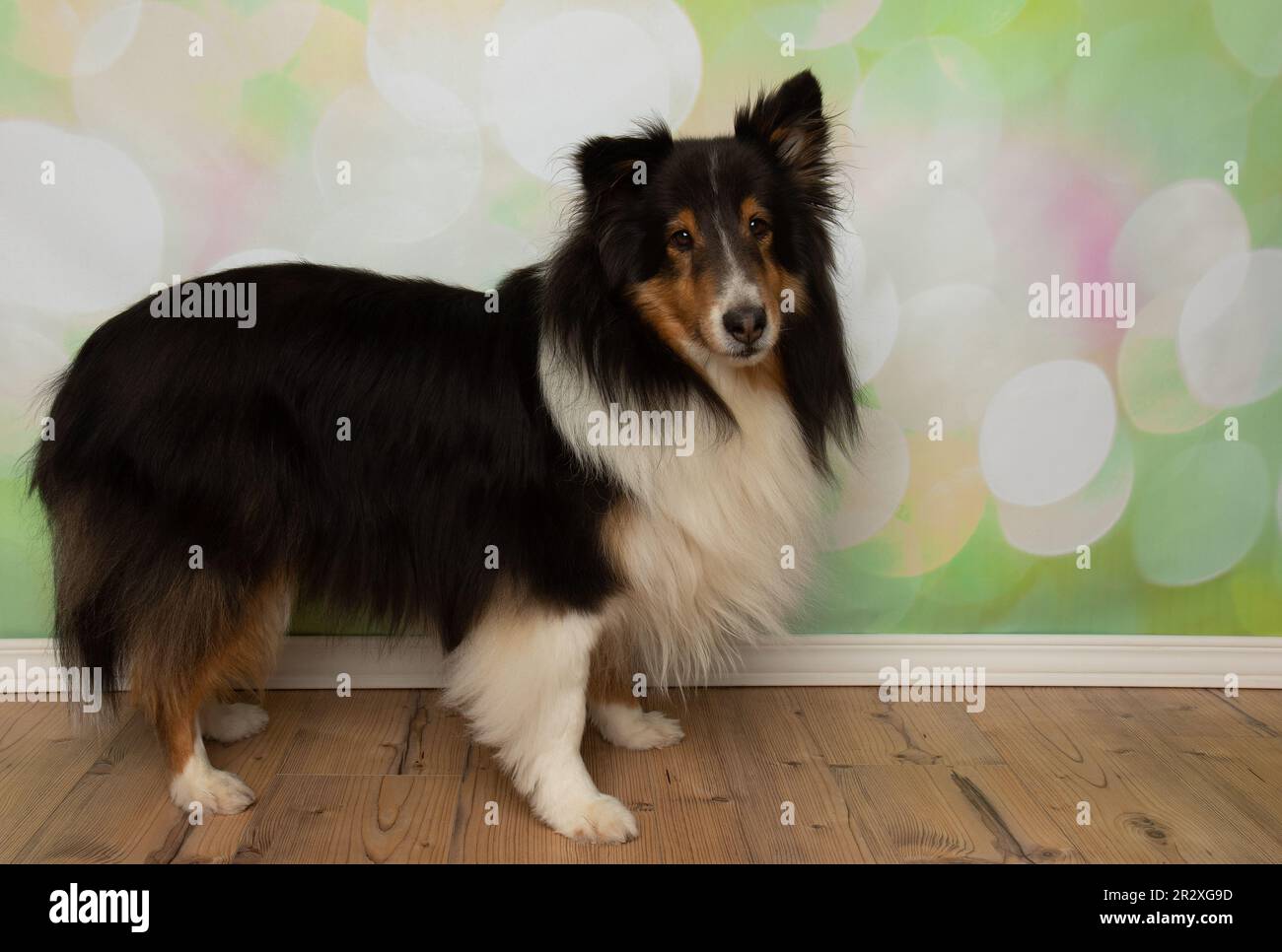 pretty black brown and white shetland sheepdog puppy dog portrait Stock ...