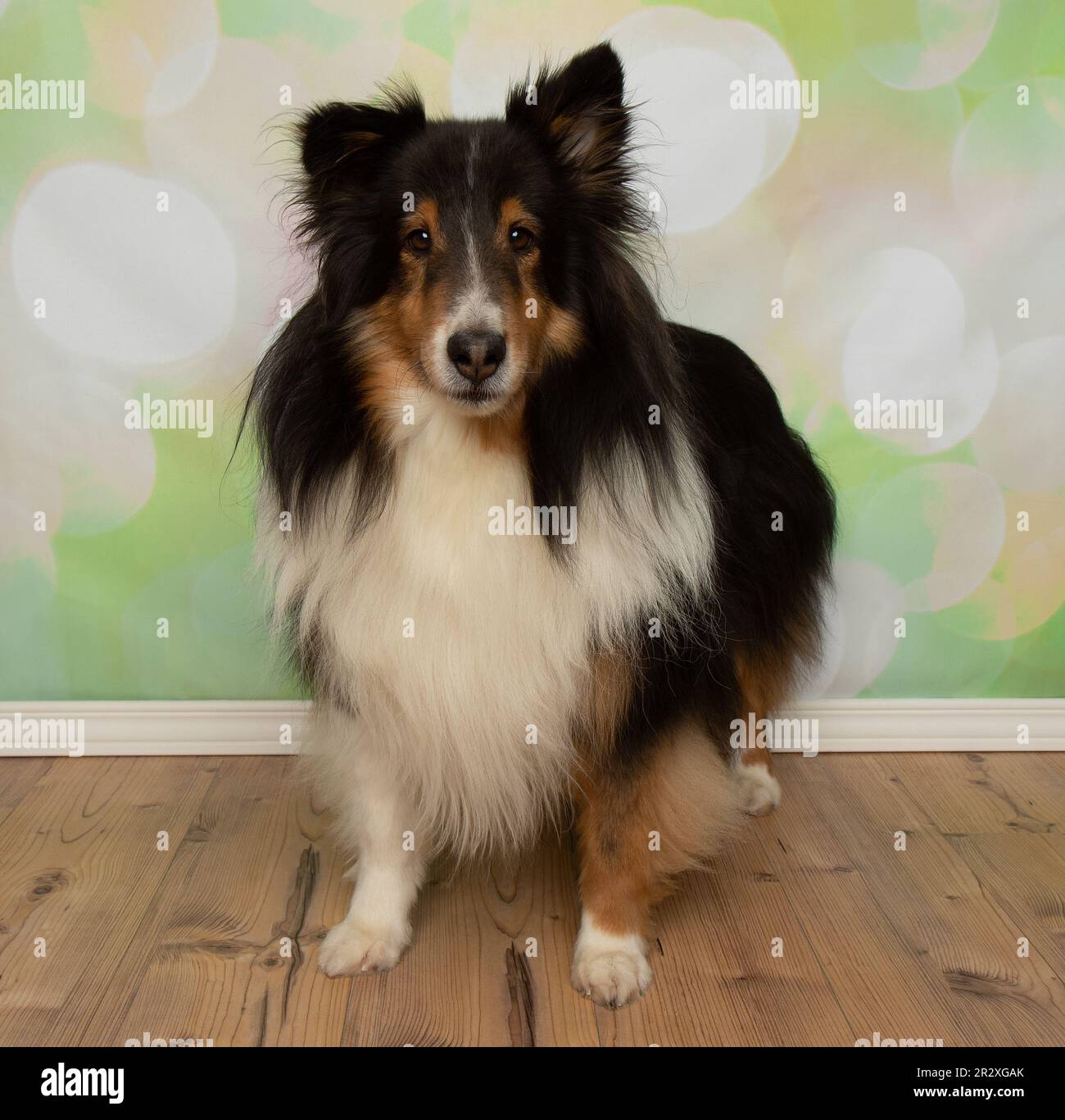 Pretty purebred shetland sheepdog hi-res stock photography and images ...
