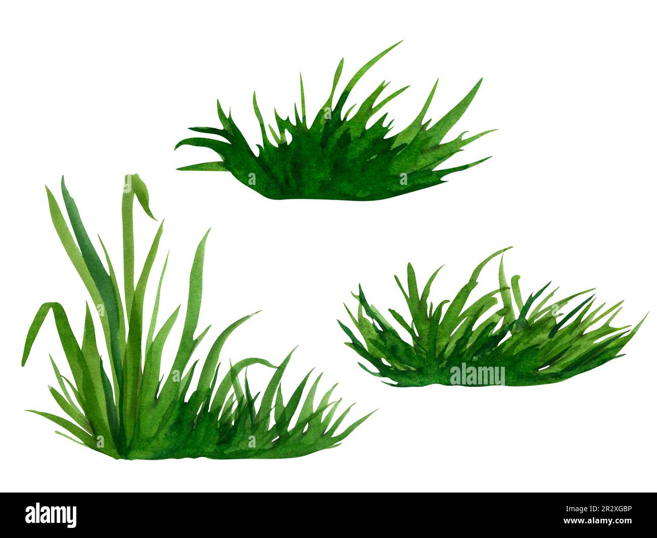 Watercolor hand drawn painting illustration fresh green grass isolated ...