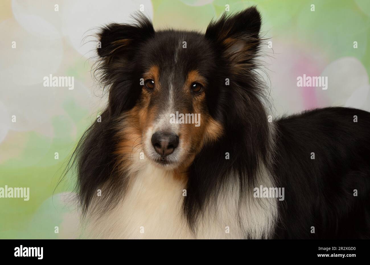 pretty black brown and white shetland sheepdog puppy dog close up ...