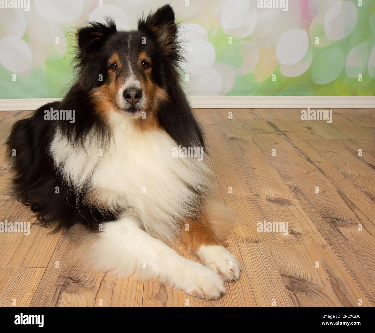 Pretty purebred shetland sheepdog hi-res stock photography and images ...