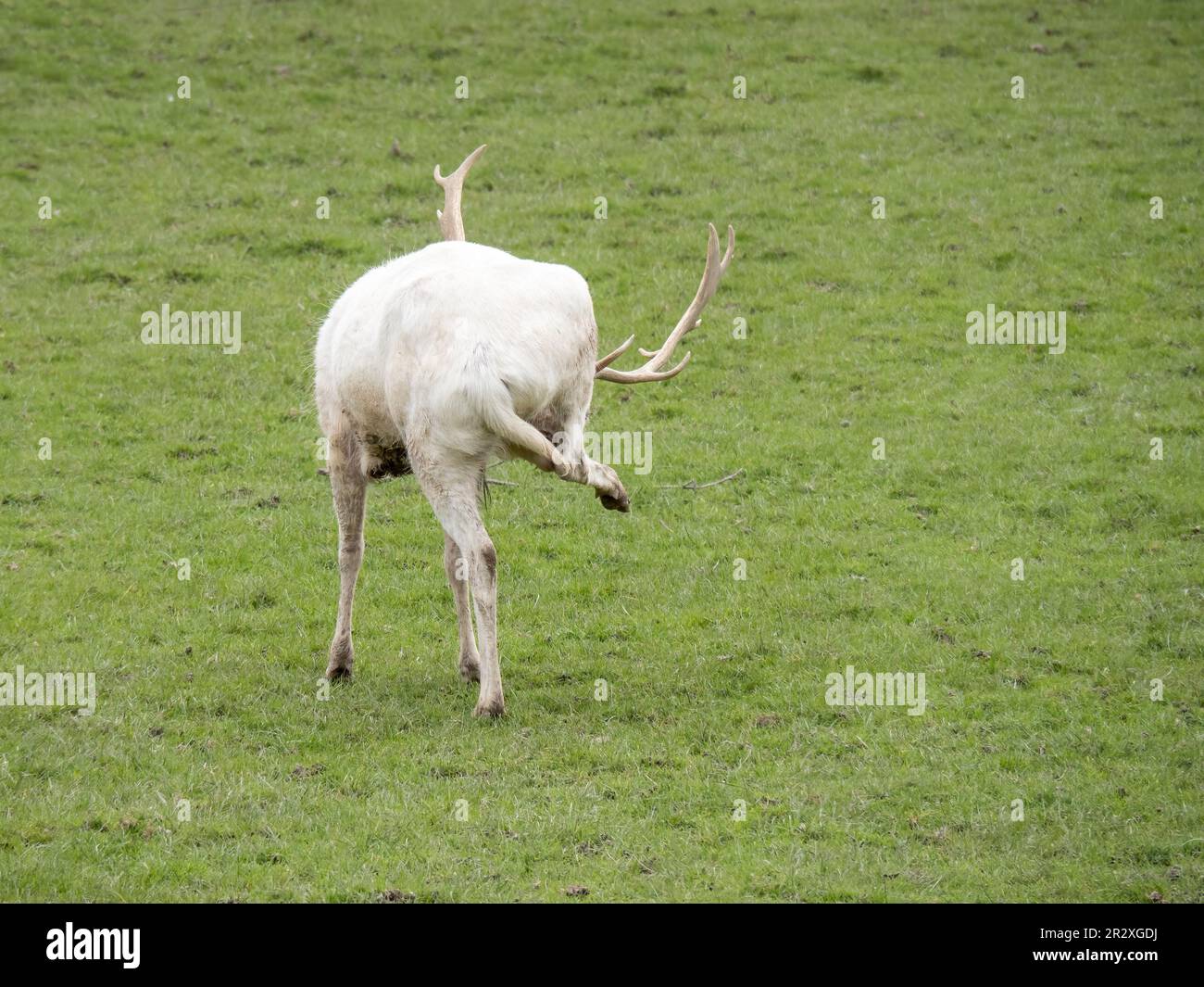 Unusual view of a white fallow deer stag Stock Photo - Alamy