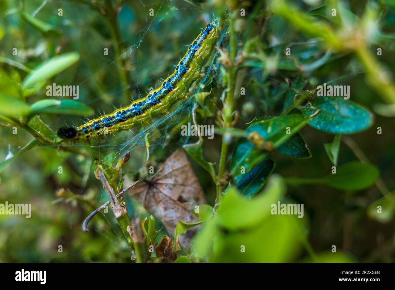 Box tree caterpillars hi-res stock photography and images - Alamy
