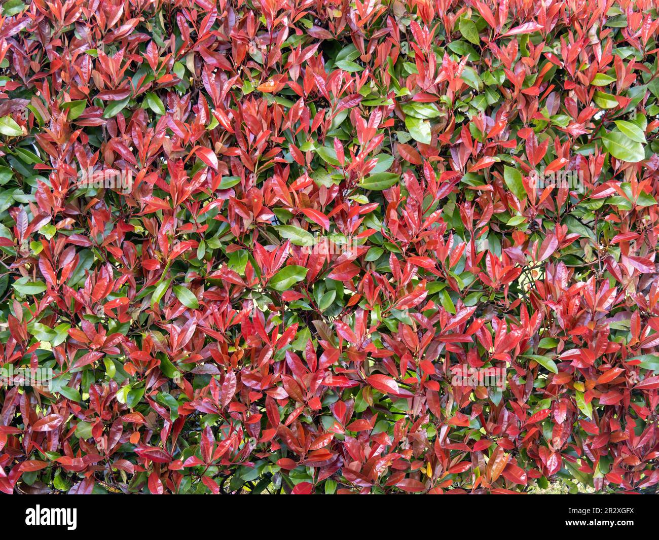 Photinia, aka Red Robin, hedge plant detail Stock Photo - Alamy