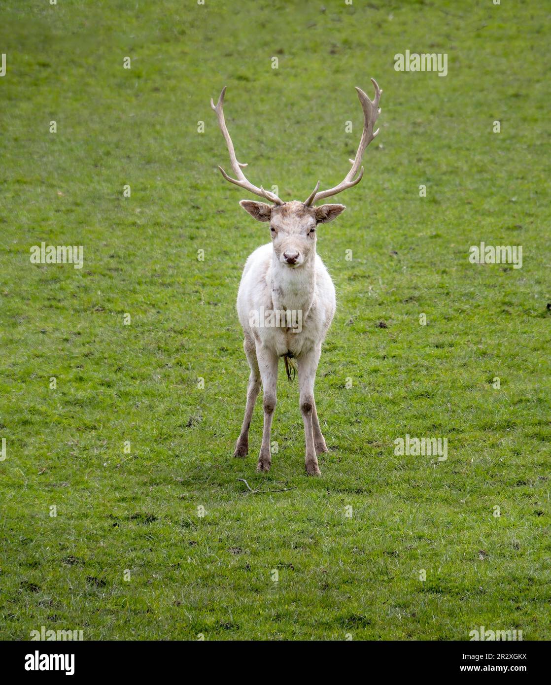 View of a white fallow deer stag Stock Photo - Alamy