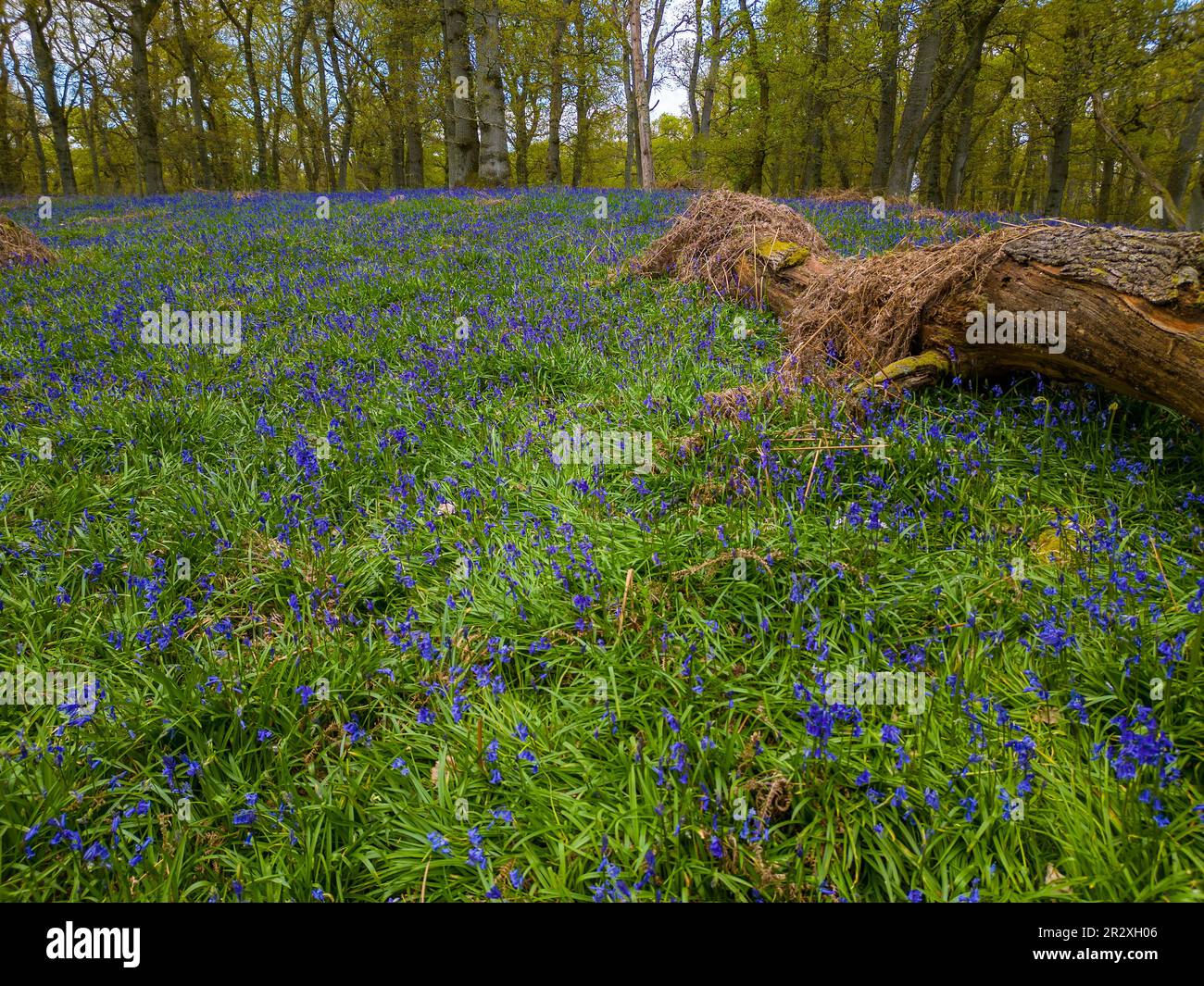 Kinclaven hi-res stock photography and images - Alamy