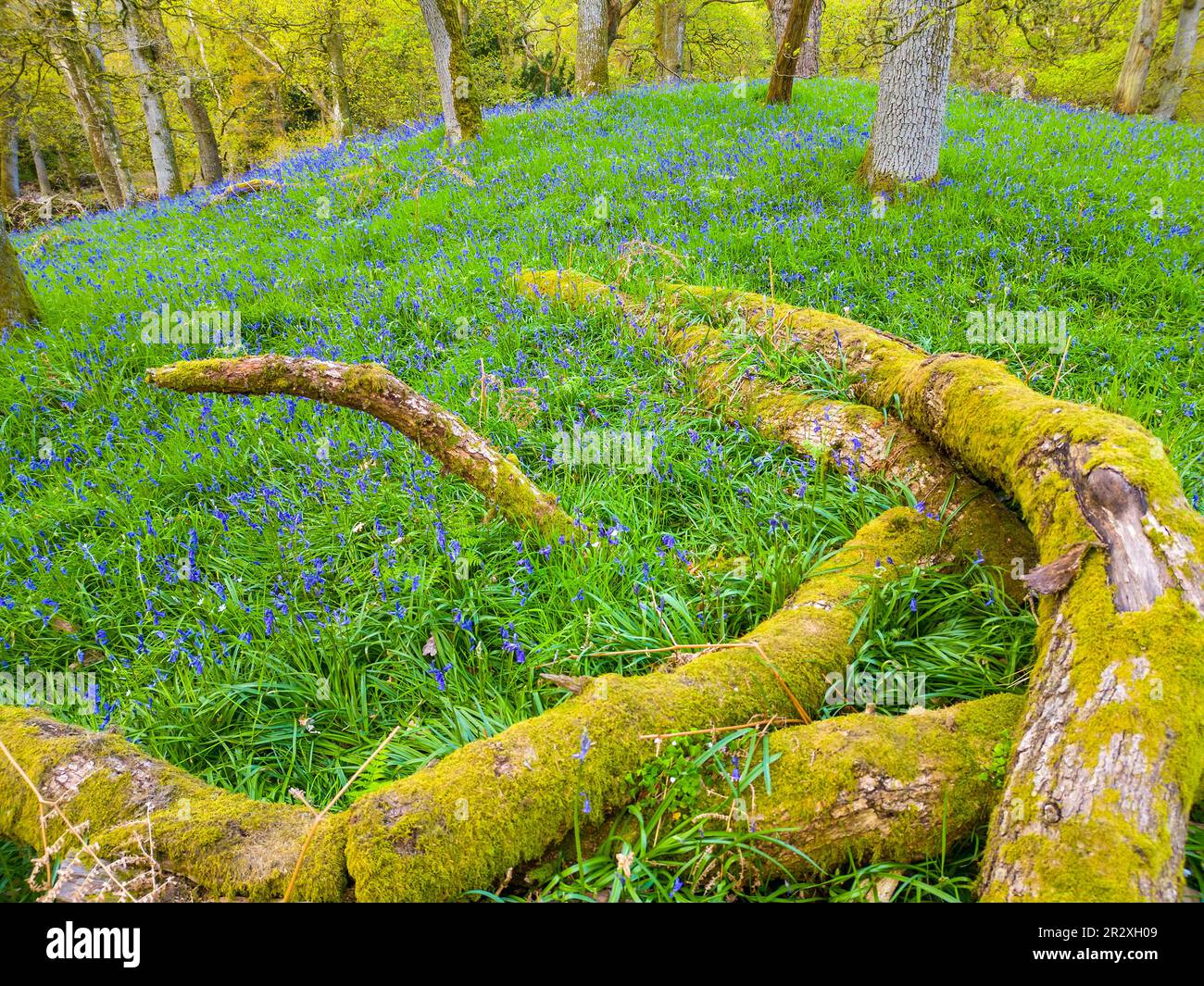 Kinclaven hi-res stock photography and images - Alamy