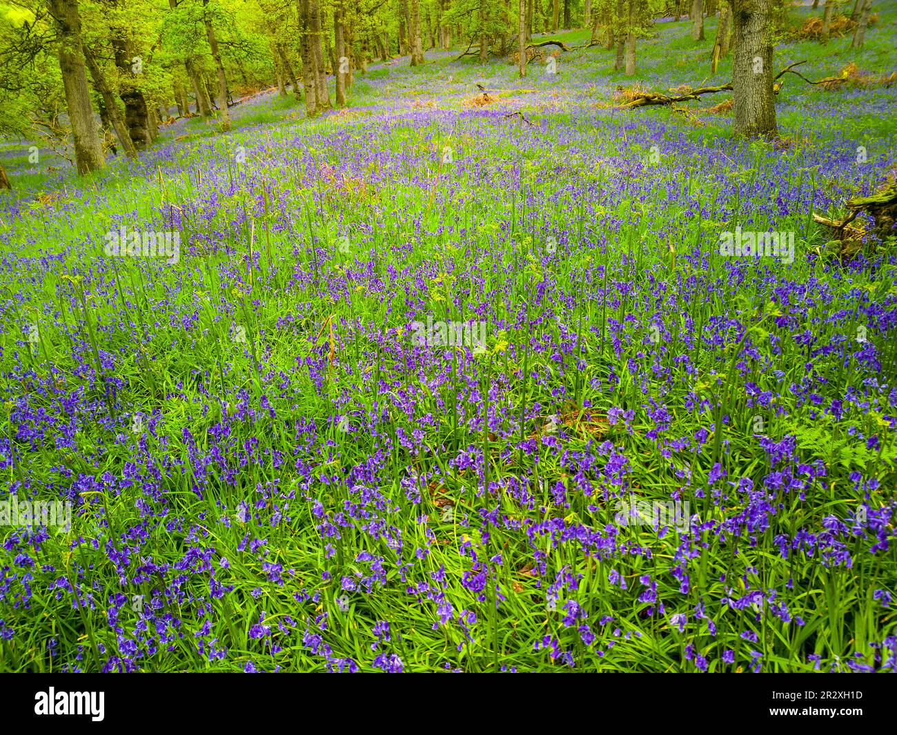 Bluebell Wood, Kinclaven, Scotland Stock Photo - Alamy
