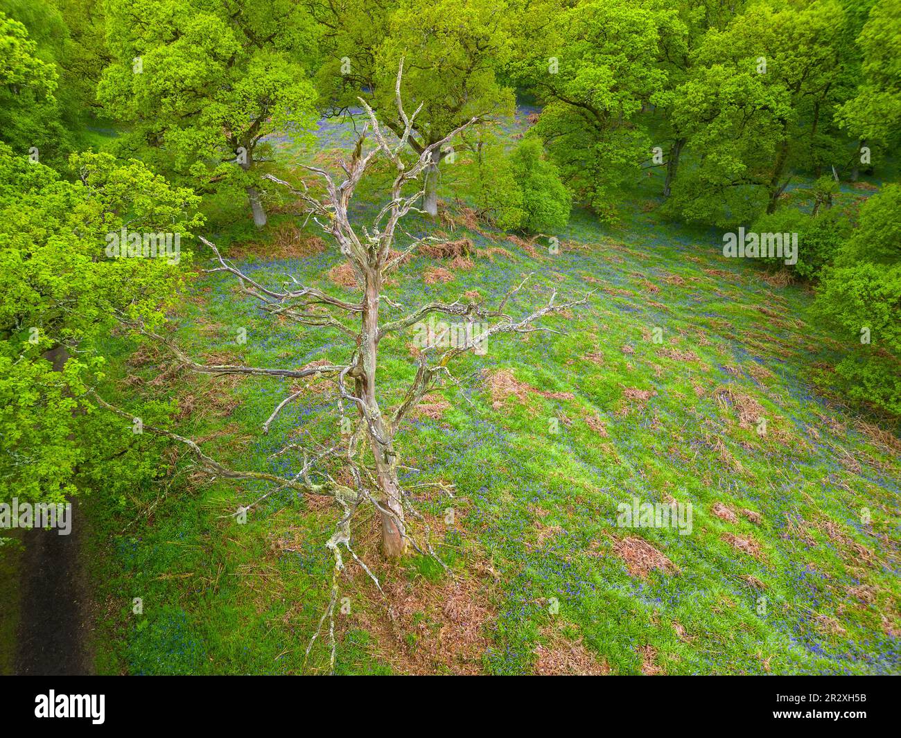 Bluebell Wood, Kinclaven, Scotland Stock Photo - Alamy