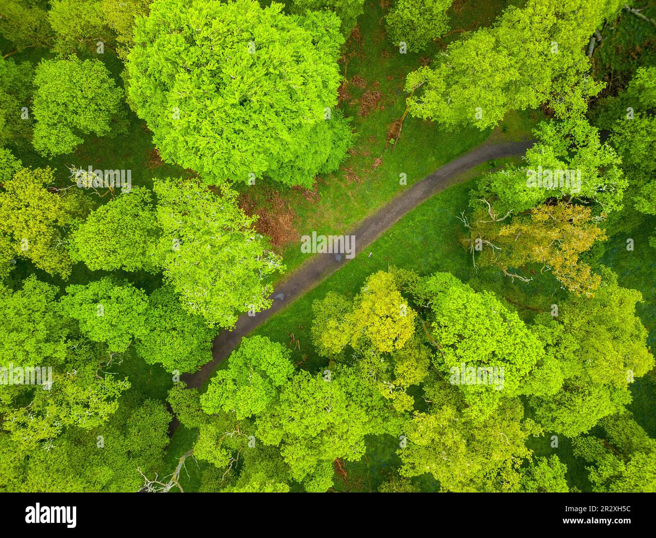 Kinclaven bluebell wood scotland hi-res stock photography and images ...