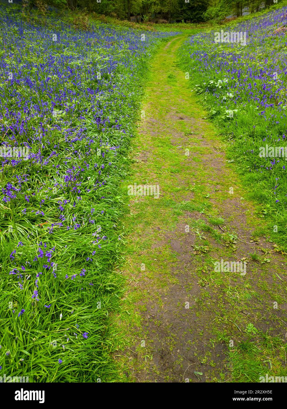 Bluebell Wood, Kinclaven, Scotland Stock Photo - Alamy