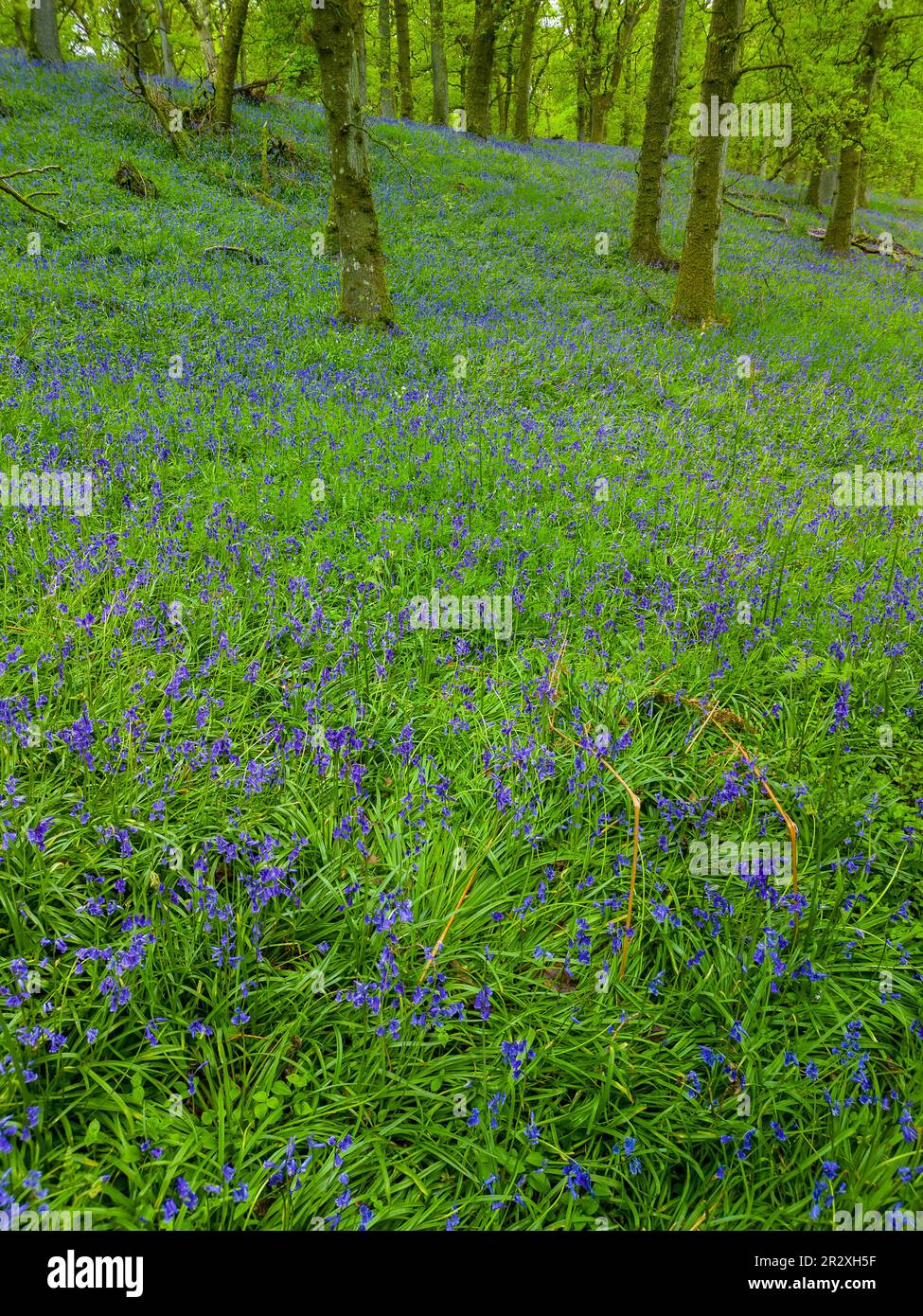 Kinclaven bluebell wood scotland hi-res stock photography and images ...